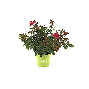 Star Roses Knockout Series 15048 Series Rose Knock Out The Original, 19cm