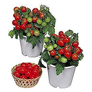 30+ Dwarf Red Robin Tomato Seeds, Heirloom Non-GMO, Sweet, Low Acid, Determinate, Open-Pollinated, Delicious, Lycopersicon lycopersicum, from USA