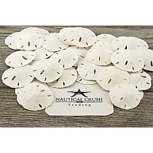Sand Dollar | Real Sand Dollars 1 1/2" to 2" (Set of 30) | Seashell Wedding | Sand Dollars for Crafts | Plus Free Nautical eBook by Joseph Rains