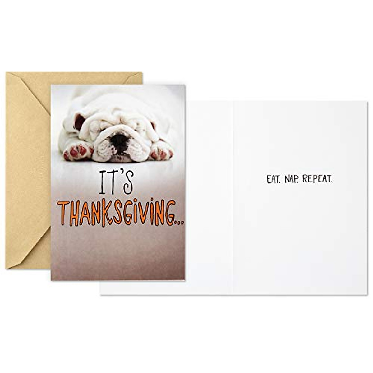 Hallmark Funny Shoebox Funny Thanksgiving Card Assortment (6 Cards with Envelopes)