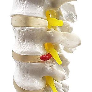 Human Spine Model - 1:1 Life Size Lumbar Vertebrae Spine Set Anatomy Model for Chiropractor, Osteopath Office and Student Study