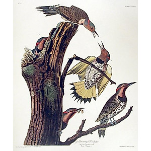 Golden-winged Woodpecker. From"The Birds of America" (Amsterdam Edition)