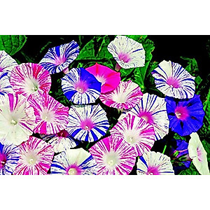 RAISE ME UP: Seeds Morning Glory Harlequin Mix Annual Flowers