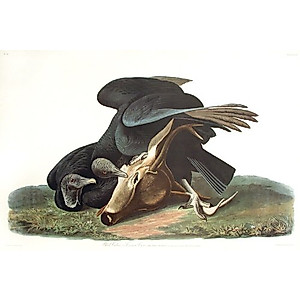 Black Vulture or Carrion Crow. From"The Birds of America" (Amsterdam Edition)