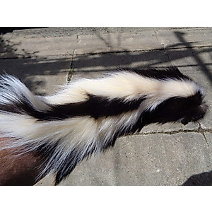 Real XL Tanned Skunk Hide Fur Pelt Face Tail Winter Prime Coat 32-36" USA (Grade #1)