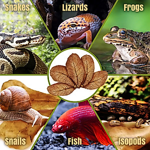 SunGrow Leaf Litter for Snakes, 10 Pcs Medium Indian Almond Catappa Leaves Substrate Maintain Humidity in Corn Snake and Ball Python Terrarium, 7-8 Inches, Reptile Tank Decor Accessories