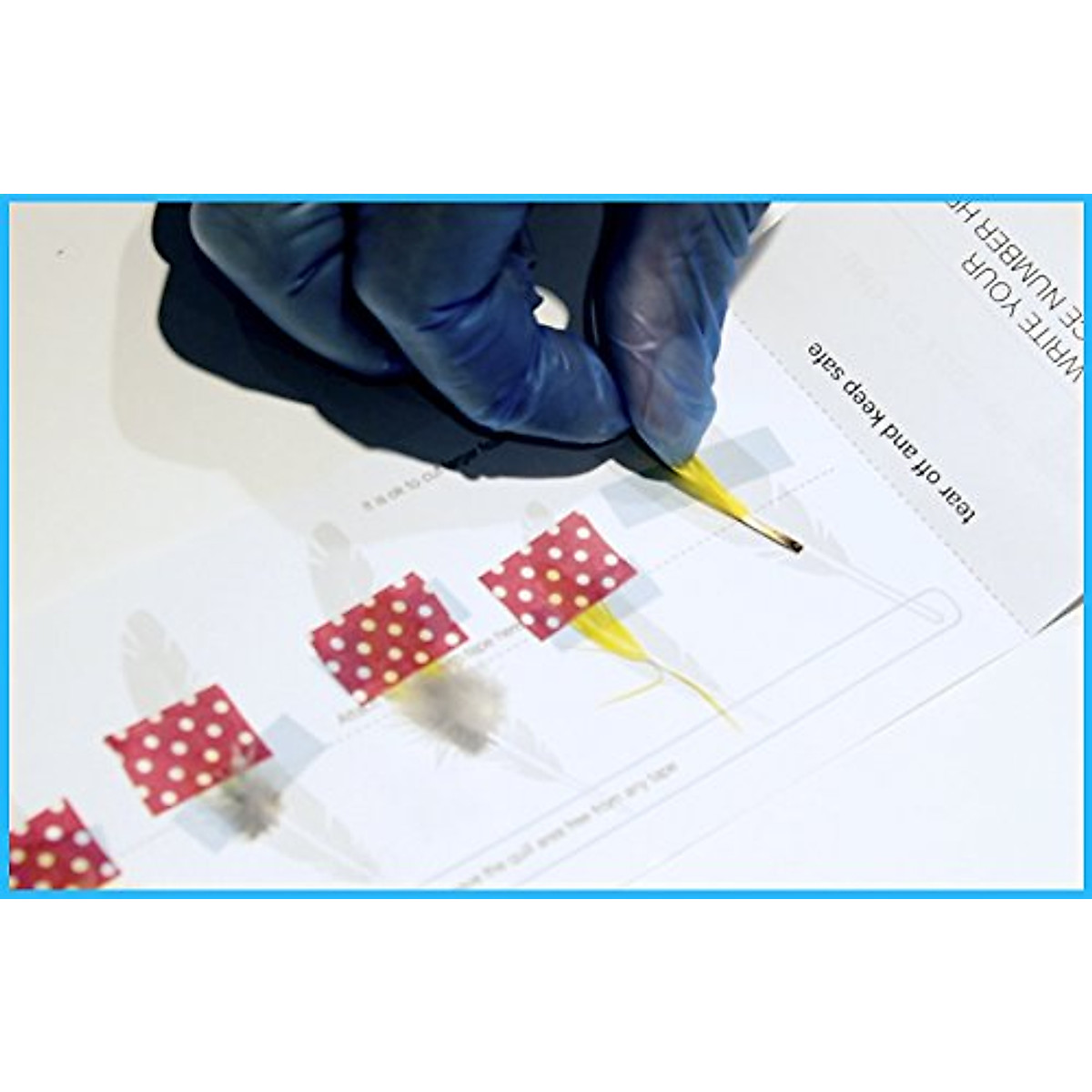 Bird Sexing DNA Slim Sample Card. Gender Reveal Test for Parrots, Macaws, Lovebirds, Cockatoos, Grey African, Silkies‎, Cockatiels (+300 Psittacines) Avian Sexing DNA Testing