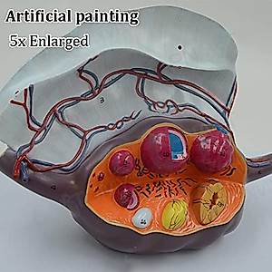 VNABO Removable Medical Model Female Reproductive System Anatomical Model Female Uterus and Ovary Structure Model Human Organ Model