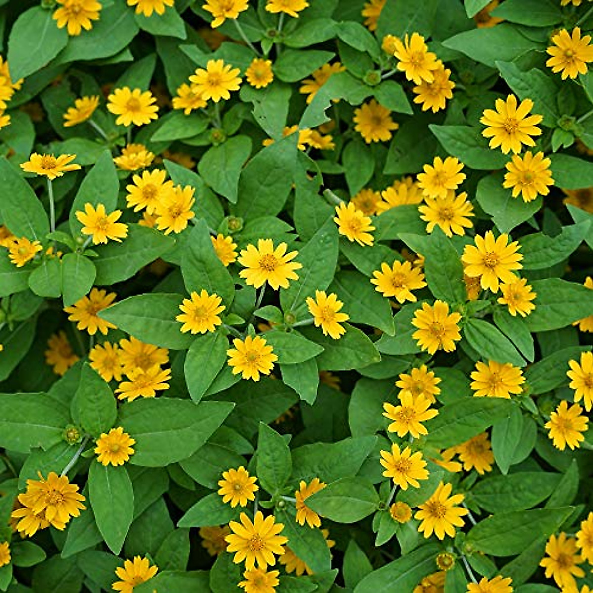 Outsidepride Perennial Heliopsis Summer Sun Garden Cut Flower - 2000 Seeds