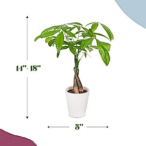 Plants & Blooms Shop PB408 Money Tree, 5", White Pot, Indoor Live Plant Decoration, Live Plant Gift