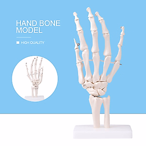 Hand Joint Anatomical Model Skeleton Model Human Medical Anatomy Life Size Educational Hand Bone Mold Anatomical Hand