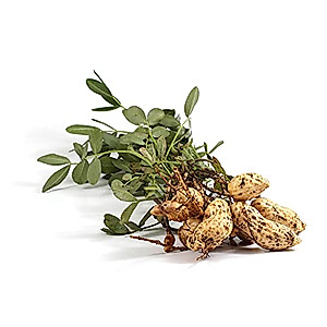 Tennessee Red Peanut Seeds for Planting, 20 Peanut Seeds Per Packet, (Isla's Garden Seeds), Non GMO Seeds, Botanical Name: Arachis hypogaea, Fun Home Garden Gift