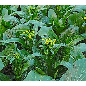 1000Pcs Choy Sum Yu Choy Chinese Flowering Cabbage Seeds