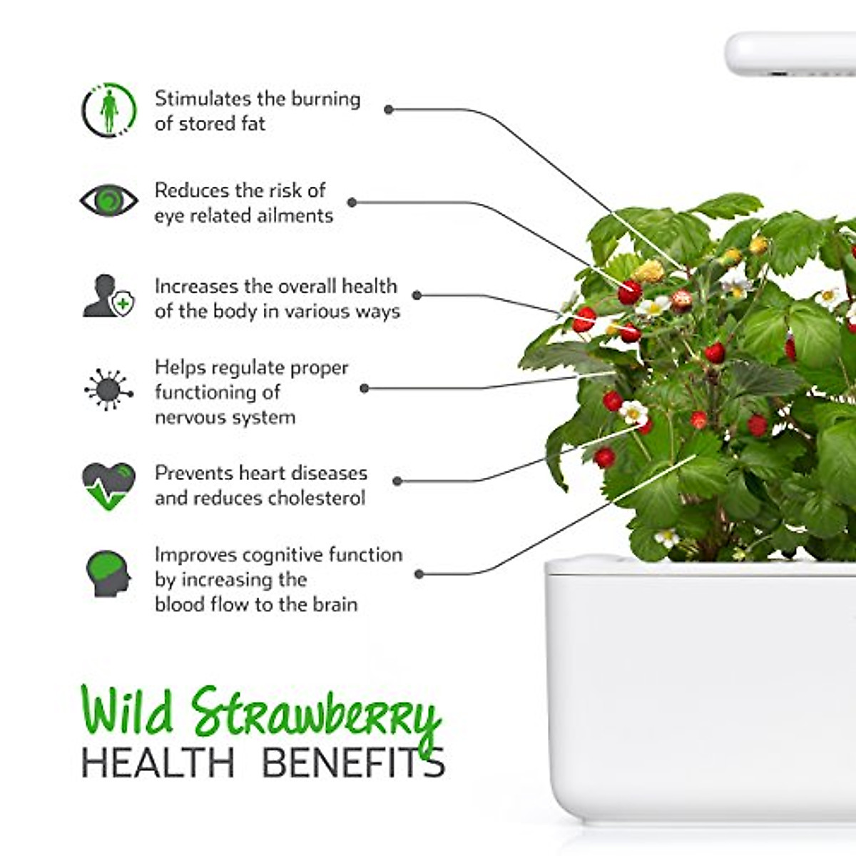 Click and Grow SGR24x3 Smart Garden Wild Strawberry Plant Pods, 3-Pack