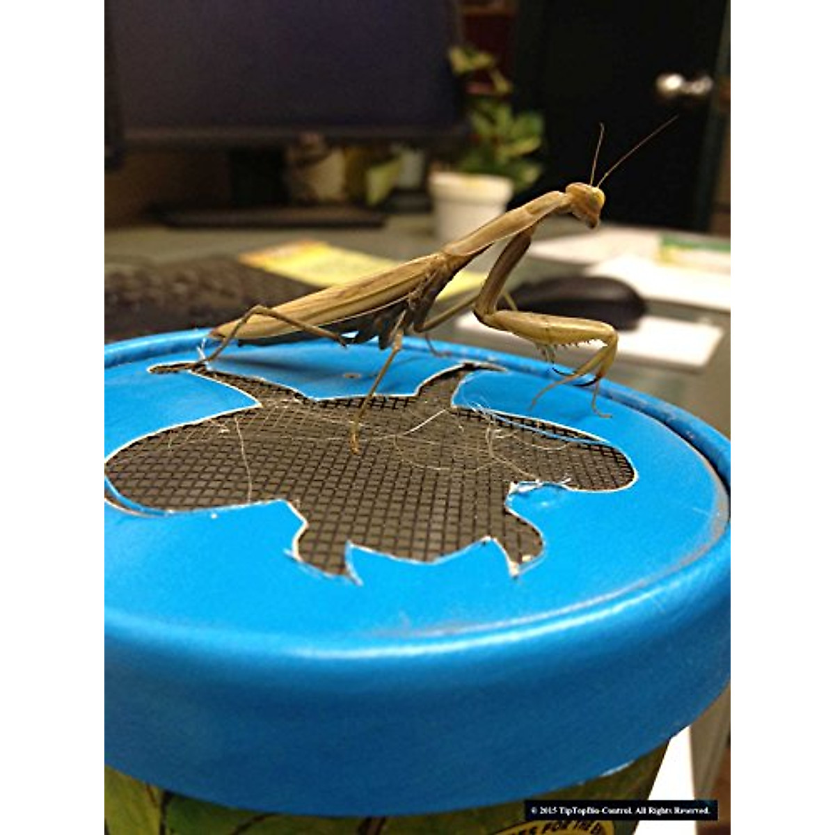 Praying Mantis (5) Egg Cases with Habitat Cup- 5 Egg Cases & 1,500 Live Ladybugs