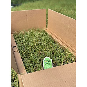 UC Verde Buffalograss Plugs