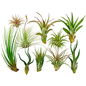 It Blooms Rainforest Grown 10 Pack Assorted Air Plants - Live Tillandsia - Easy Care House Plants - 30 Day Guarantee