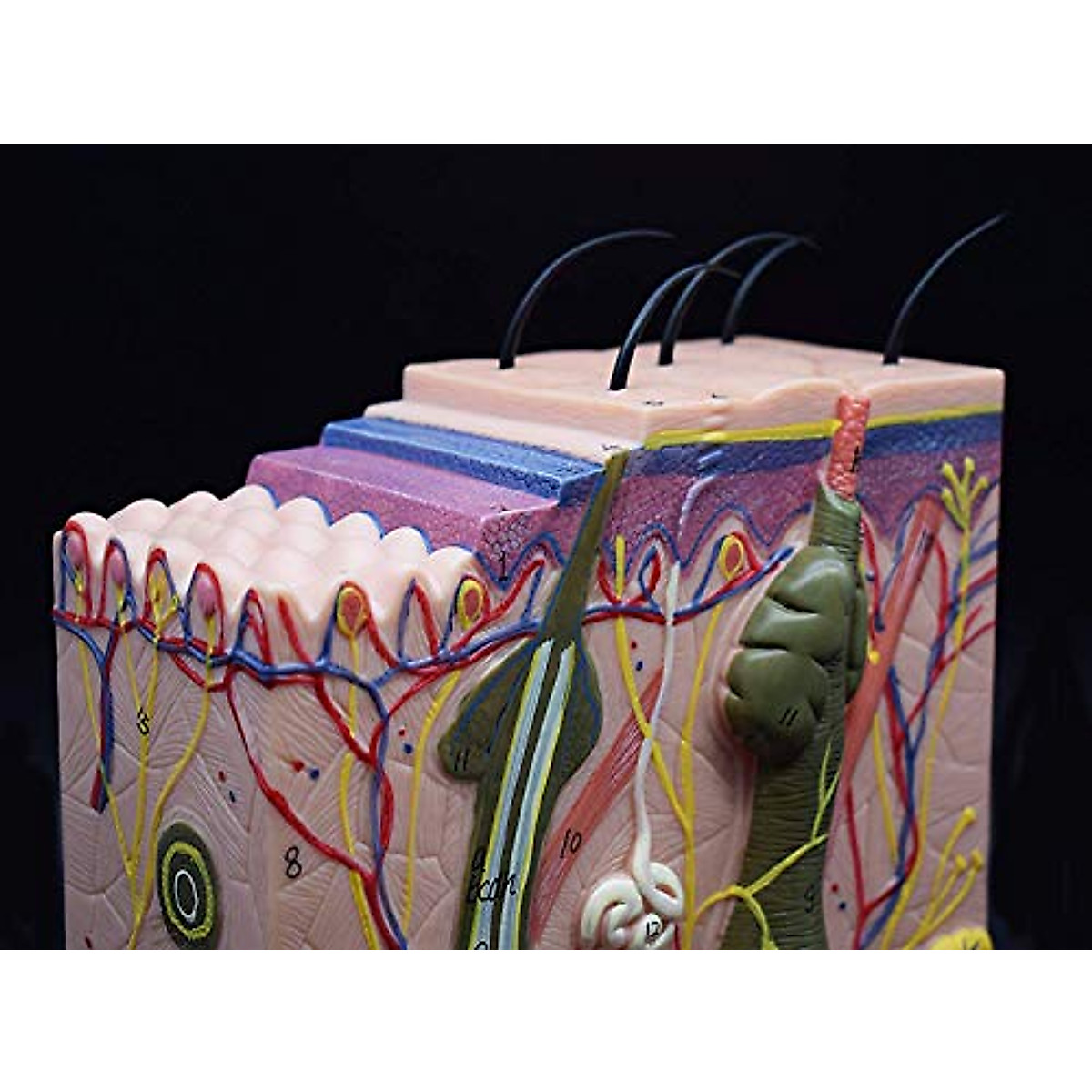 Skin Model, 50X Enlarged Anatomical Model Anatomy for Science Classroom Study Display Teaching Medical Model