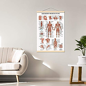 WEROUTE The Human Muscular System Chart Hanging Scroll Frame Canvas Print Human Anatomical Poster (16.5 x25)