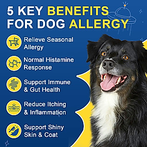 Dog Allergy Relief, Itch Relief for Dogs, Colostrum, Probiotics for Dogs Support Immunity, Omega3, Honey for Dry & Itchy Skin Relief, Seasonal Allergy, Pawlicking, Hot Spot Treatment, 115 Immune Bites