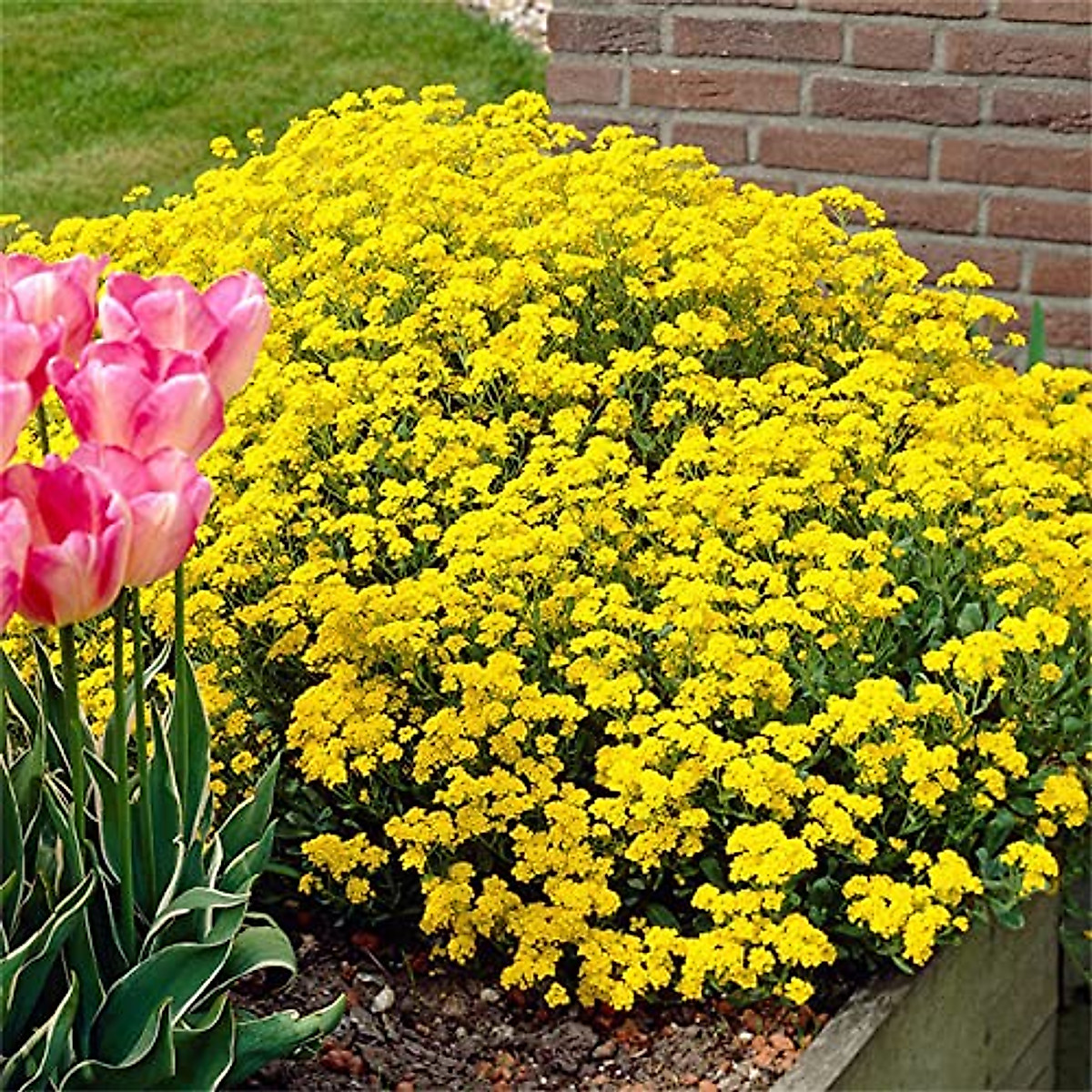 zcbang Creeping Thyme Seeds Mixed Color 200+Pcs Cress Perennial Ground Garden Cover Flowers