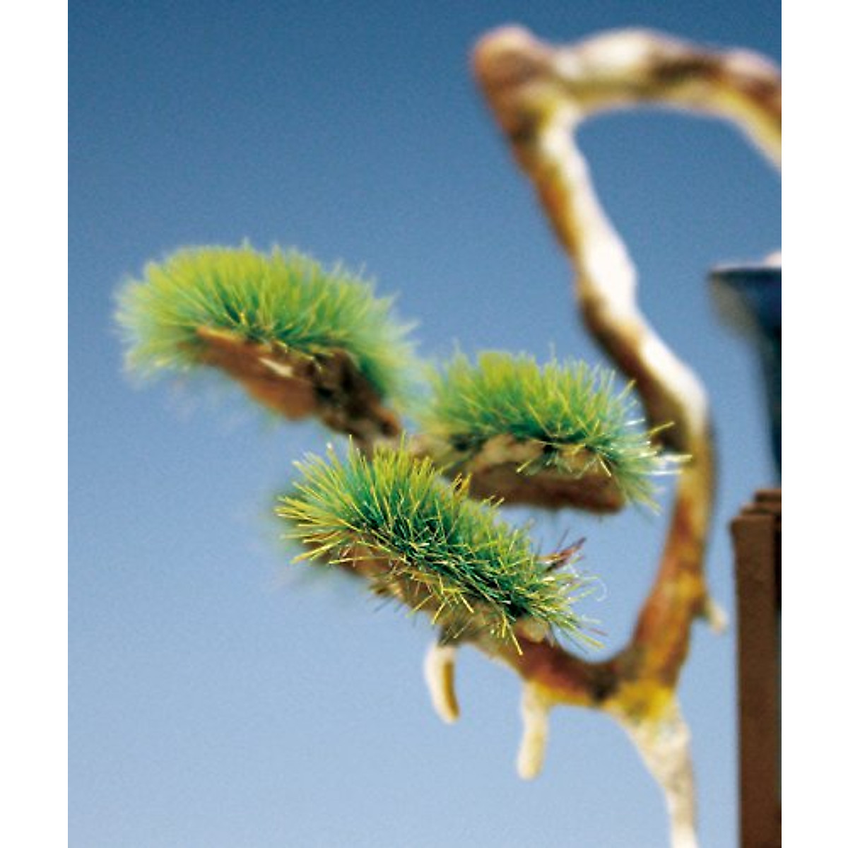 Platz 1/12 The-bonsai See Plastic model BON-03