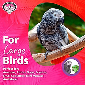 Super Bird Creations SB1107 Bagel Cascade Bird Toy, Large Bird Size, Refillable Bagels, 15” x 4.5”