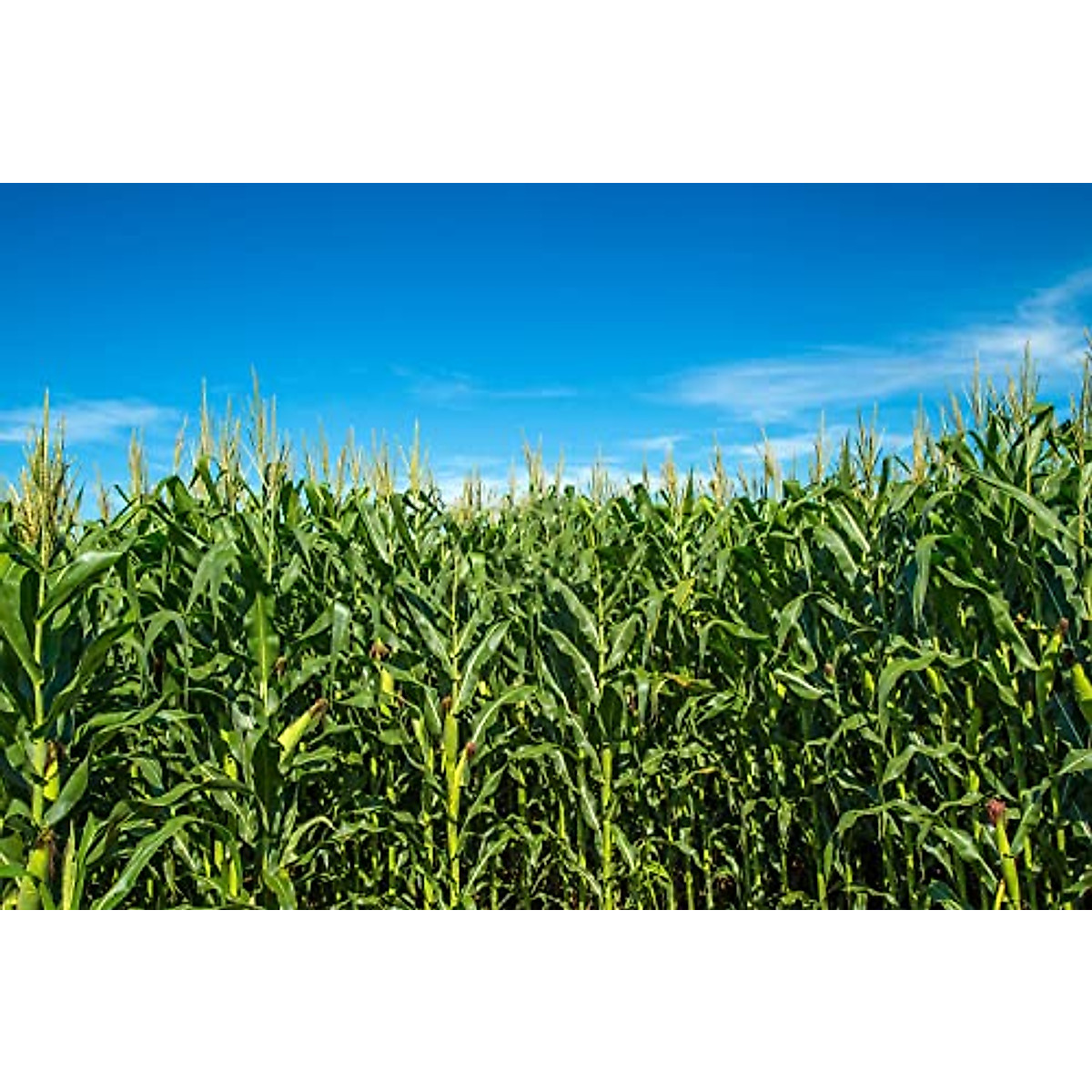 200+ Corn Seeds for Planting (4 Varieties) Glass Gem Corn, Sweet Corn, Silver Queen Corn, red Corn Non-GMO Heirloom, 90% Germination Rates Open Pollinated