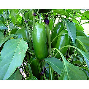 30+ Mucho Nacho Jalapeno Hot Pepper Seeds Heirloom Non-GMO, Capsicum annuum, Spicy, Super Delicious and Fragrant! from USA
