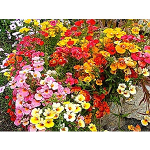 Seeds Nemesia Carnival Mix (Cape Snapdragon) Ornamental Indoor Flower Annual Garden Cut Flowers for Planting Non GMO