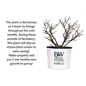 2 Gal. Pugster Ameythst Buddleia Shrub