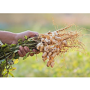 20 Peanut Seeds in The Shell for Planting - Grow Your Own Peanuts - Outdoor Home Gardens | Planting Instructions Included