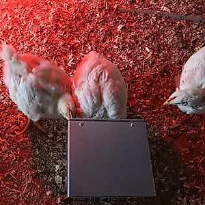 Rural365 Automatic Chicken Feeder System - 5.5 lb. Capacity Galvanized Feeder Metal Trough for Poultry and Rabbits