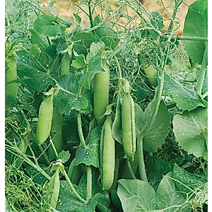 David's Garden Seeds Pea Snap Feisty FBA-2722 (Green) 100 Non-GMO, Open Pollinated Seeds