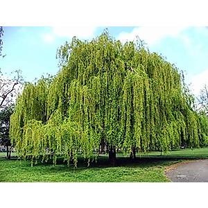 New Life Nursery & Garden Scarlet Curls Weeping Willow, Live Plant, Quart Pot