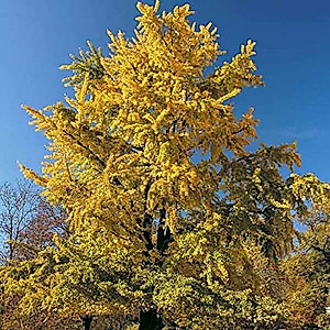 CHUXAY GARDEN 5 Seeds Ginkgo Biloba,Maidenhair Tree,Fossil Tree, Icho Beautiful Deciduous Trees Stunning Yellow Color Exotic Charm Long-Live Great for Garden