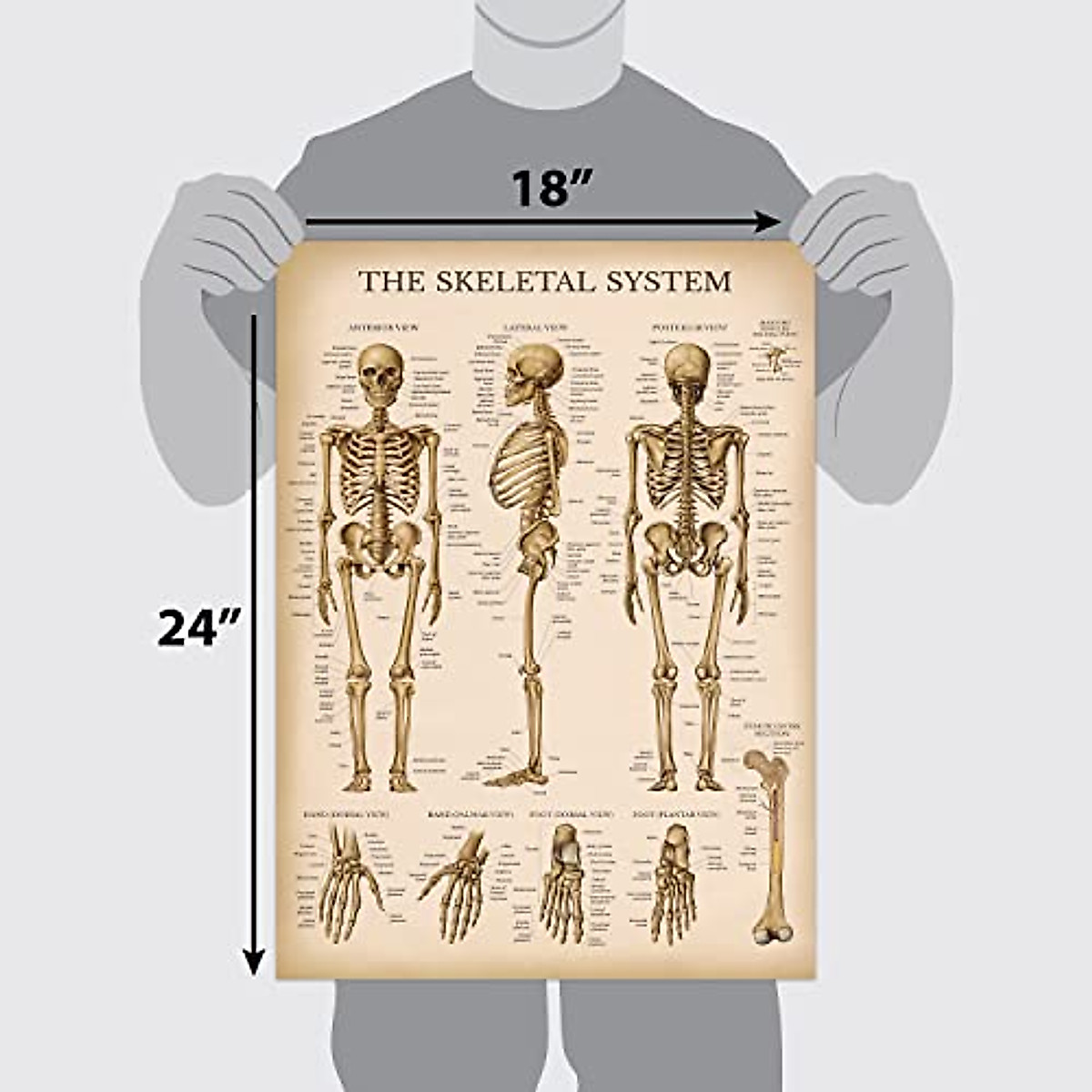 Palace Learning Vintage Skeletal System Anatomical Chart - Human Skeleton Anatomy Poster (LAMINATED, 18" x 24")