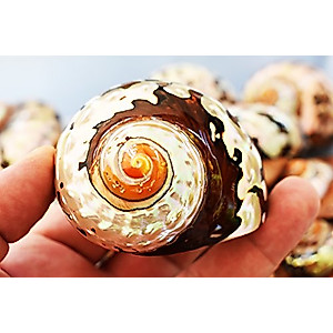 Large Polished Turbo Sarmaticus Shell (3" - 3 1/2") 1 1/2" Opening Beach Crafts Nautical Decor Large Hermit Crabs - Florida Shells and Gifts