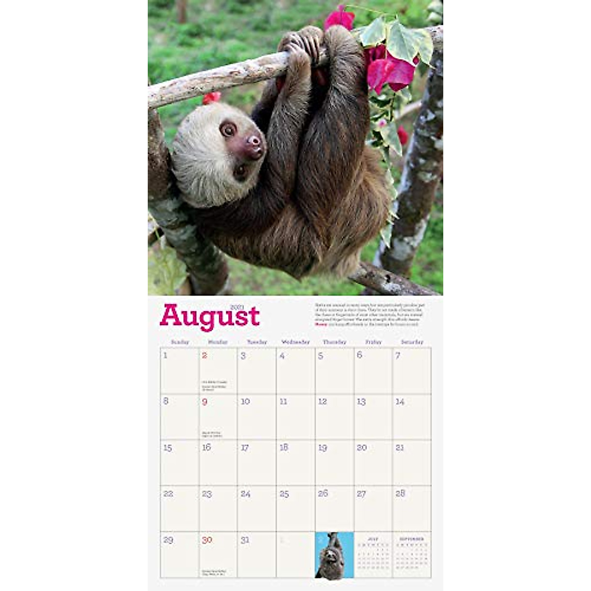Original Sloths Wall Calendar 2021
