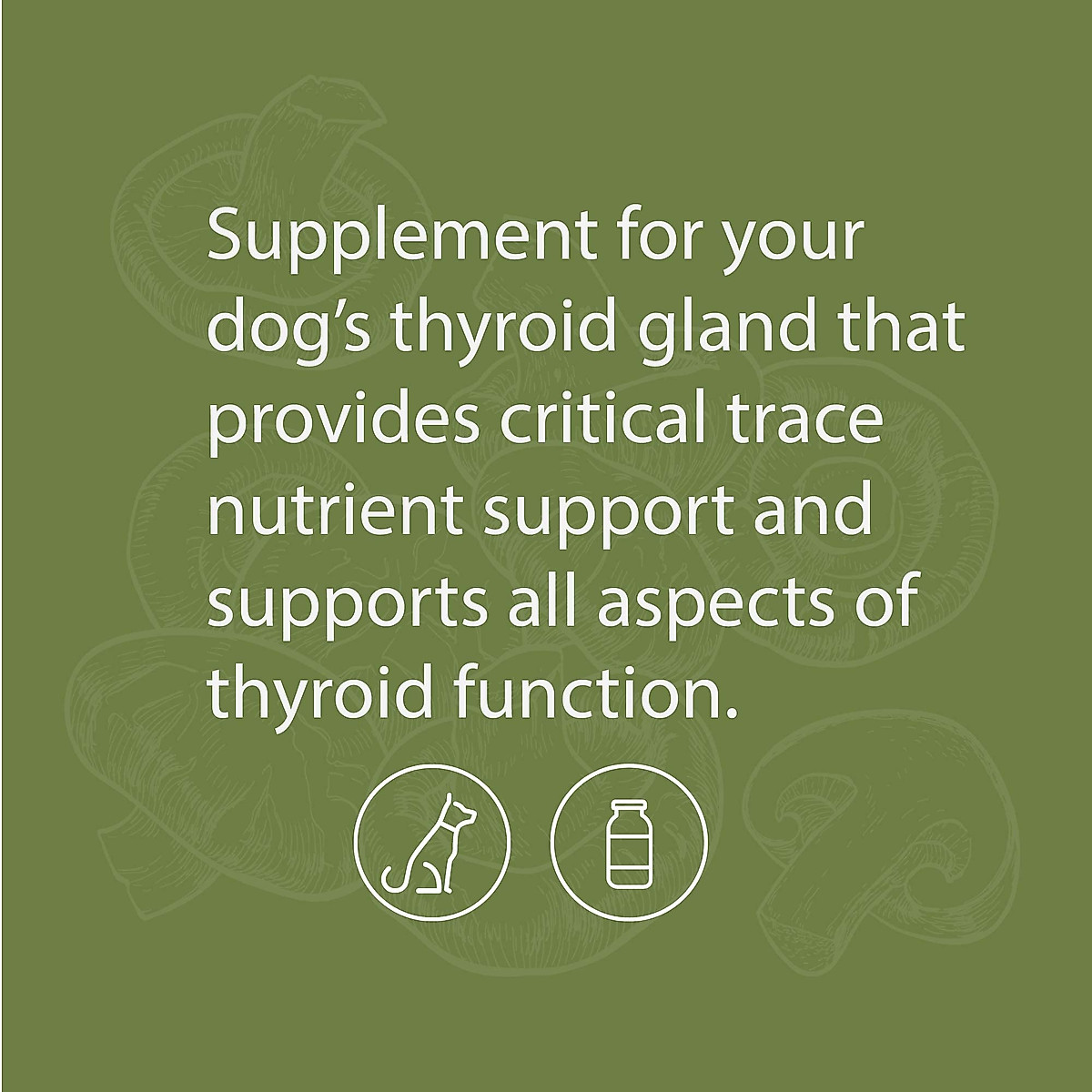 Standard Process - Canine Thyroid Support - Endocrine System Support for Dogs - 100 Grams