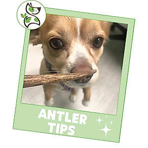 Nature Gnaws Antlers Tips for Small Dogs (1Lb) - Mix of Elk and Deer Antler - Variety of Short 2-4 inch Split and Whole Pieces