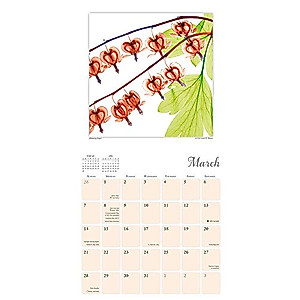 2021 Flower Spirits Radiographs of Nature by Steven N. Meyers 16-Month Wall Calendar