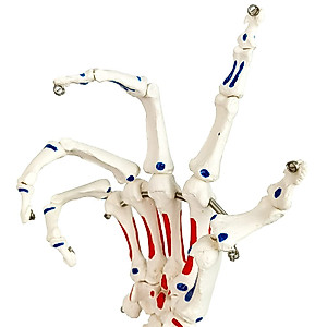 Merinden Life Size Skeletal Hand Model with Wrist, Ulnaand Radius, Articulated Hands Skeleton Secured with Wire, Hand Joint Model Palm Bone Anatomical Muscle Start and End Point Tag Recognition