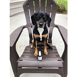 Warren London Premium Essential Oil All Natural Dog Calming Spray, Relaxes and Provides Anti-Anxiety Relief for Hyper Active Dogs | Made in USA