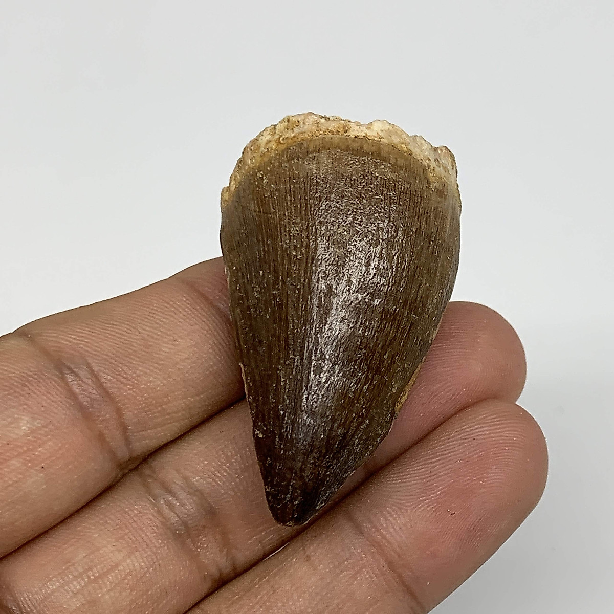 24.9g, 1.8"x1.1"x1" Fossil Mosasaur Tooth Reptiles, Cretaceous from Morocco,B12813