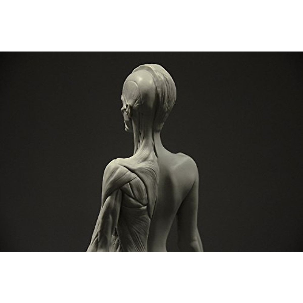 Female Anatomy Figure: 10.5-inch Anatomical Reference for Artists (Grey)