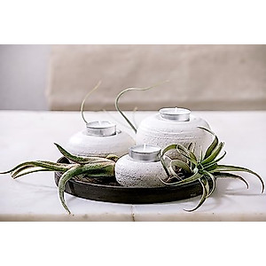 Air Plant Low Light House Plants Box (8PK) Tillandsia Air Plants Live Houseplants Live Indoor Plants Live Succulents Plants Live Terrarium Plants Live, Air Plant Holder Airplant Kit by Plants for Pets