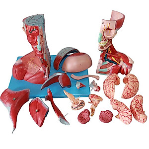 Medical Human Head and Neck Muscle Blood Vessel Model, Brain Anatomical Model Neurovascular Neurology Teaching Specimen