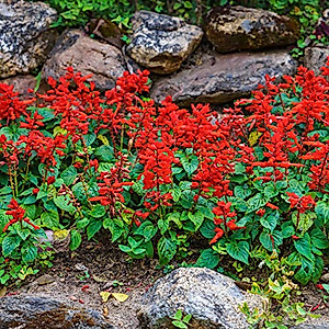 Outsidepride Perennial Salvia Coccinea Sage Scarlet Wild Flowers Attracting Beneficial Insects & Hummingbirds - 5000 Seeds