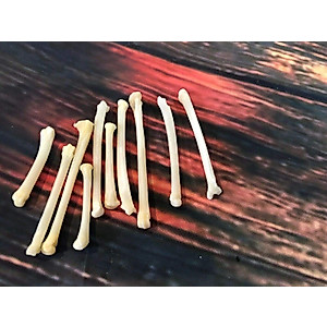 10 Real Red Fox Paw Bone Mountain Man Craft Supply Jewelry Earring Gothic Claws